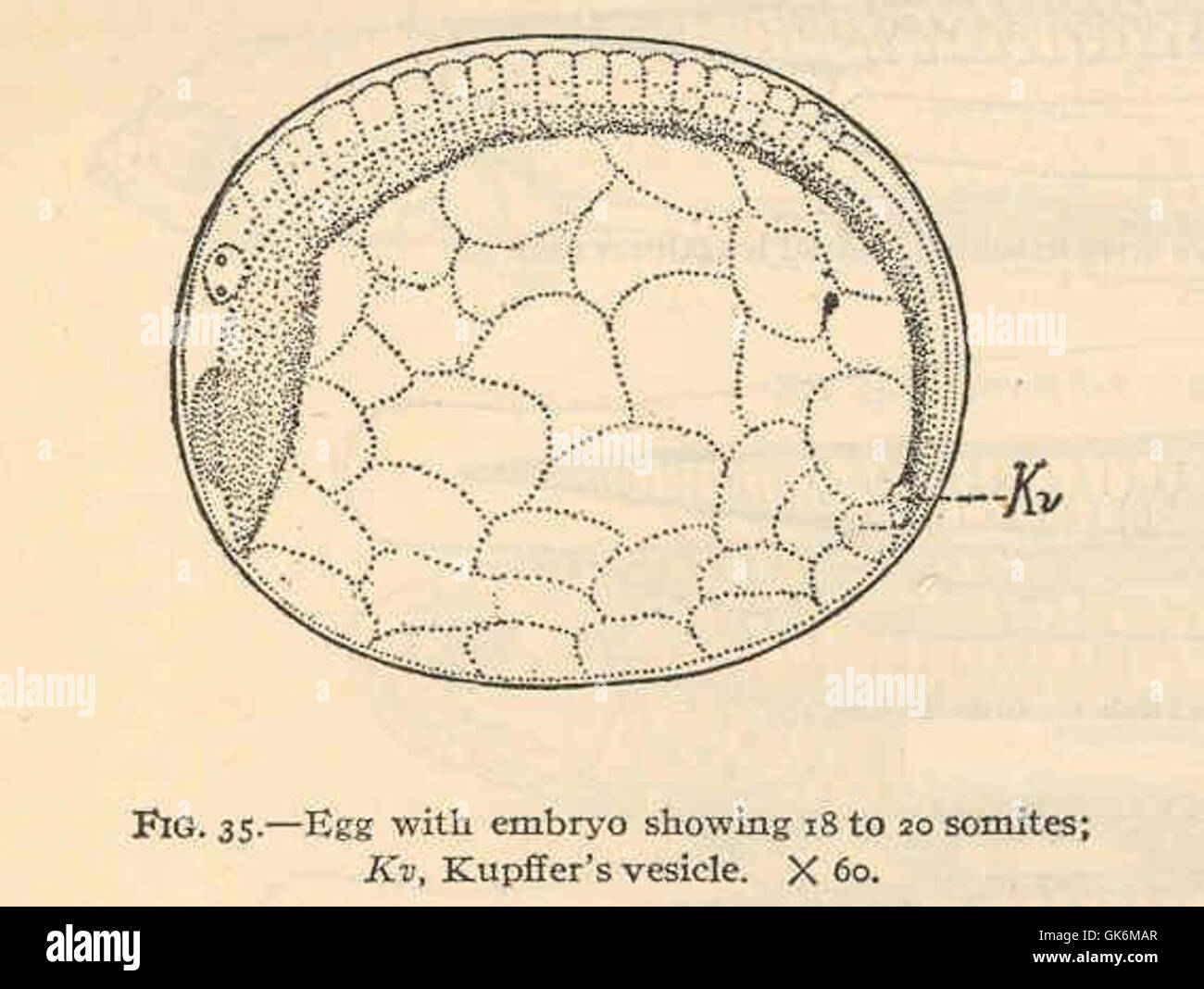 Anchovia mitchilli, commonly known as the bay anchovy, is noted for its ...