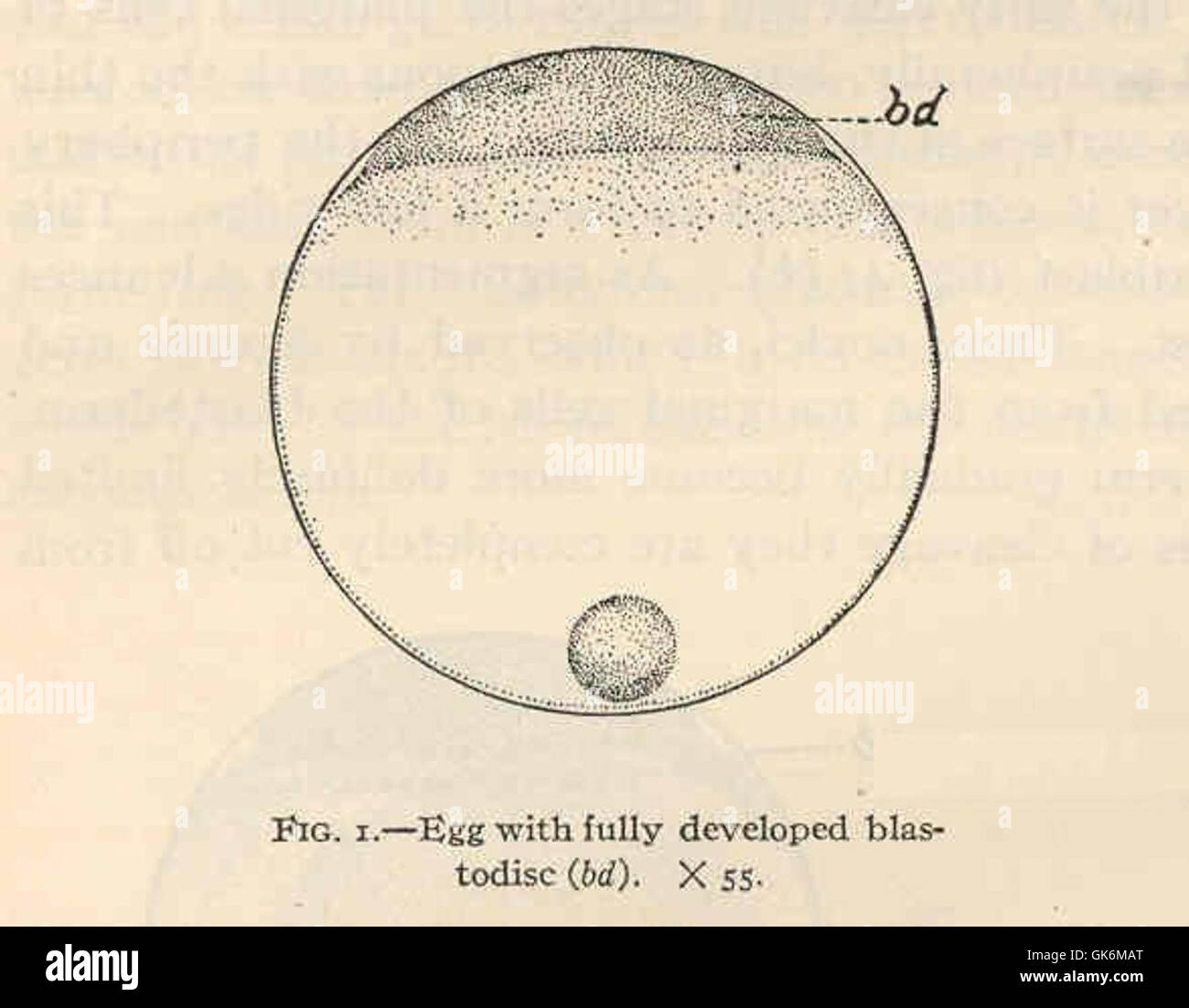 The egg of *Bairdiella chrysura*, a species of fish, showing a fully ...
