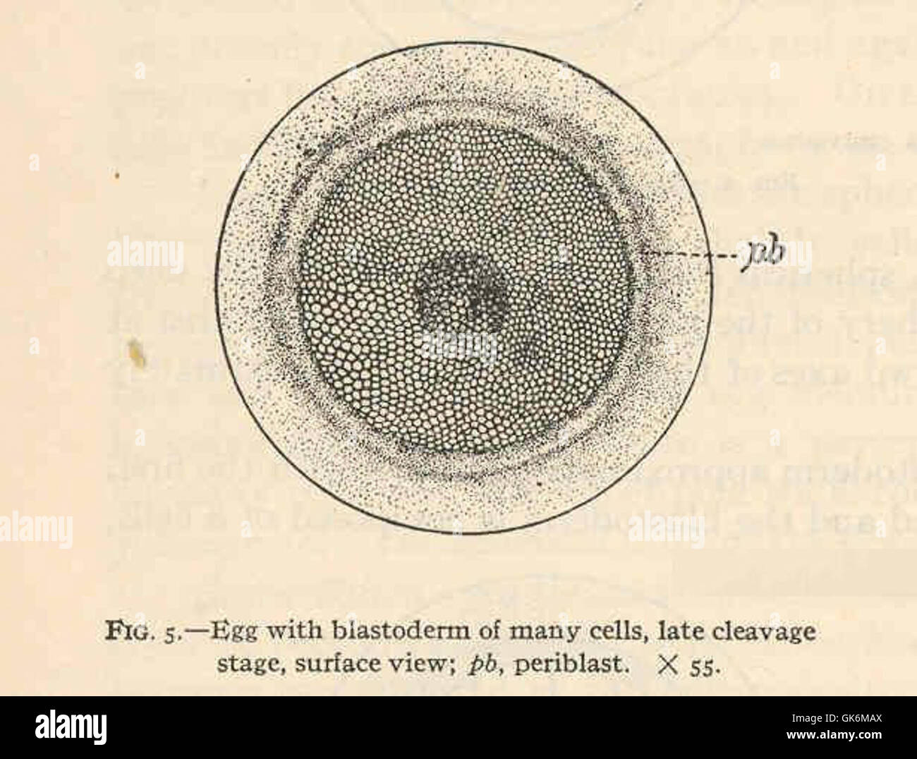 40036 Bairdiella chrysura- Egg with blastoderm of many cells, late ...