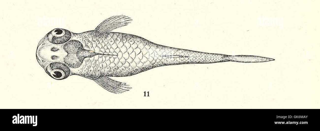 *Gambusia affinis*, commonly known as the mosquitofish, is shown in its ...