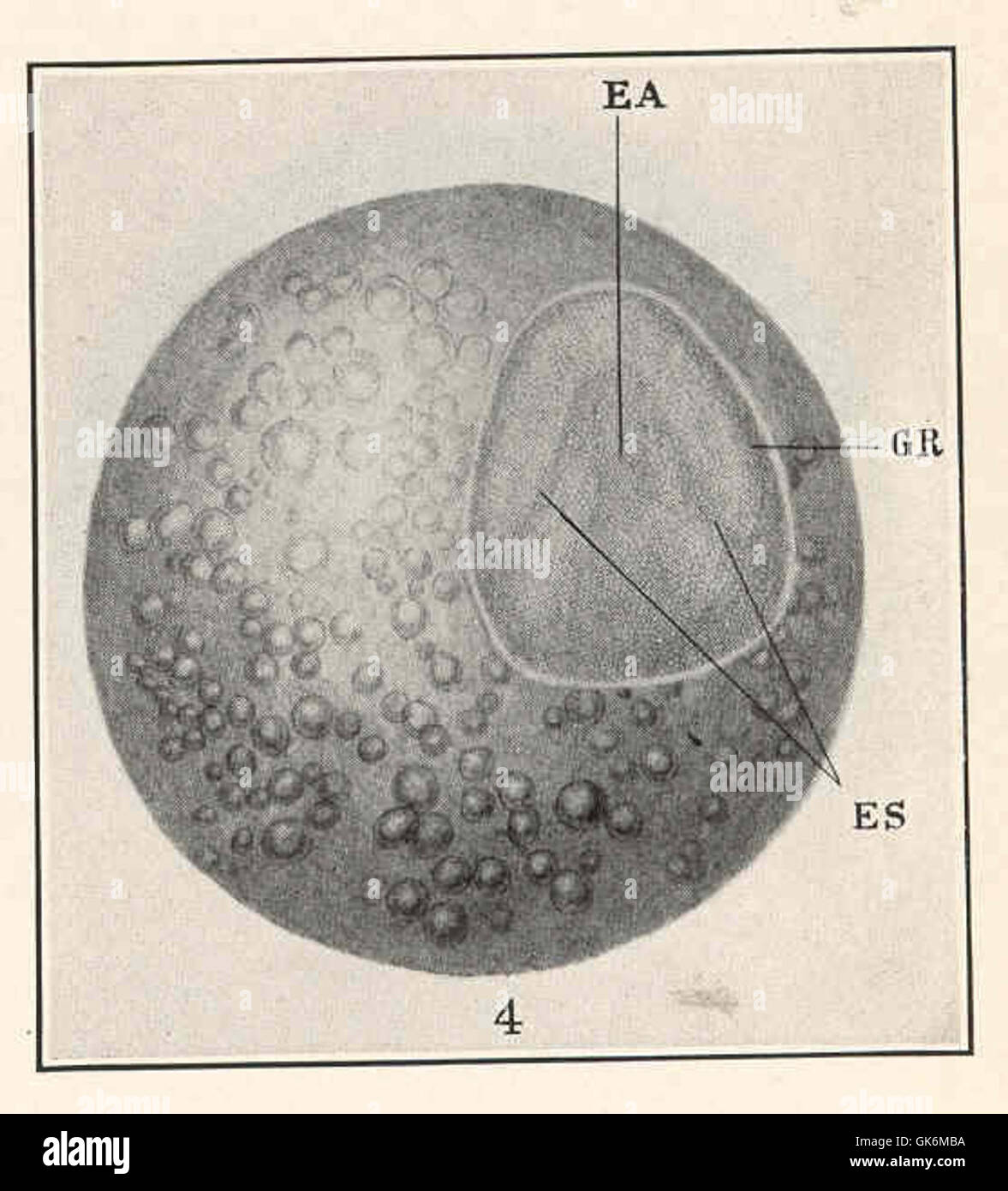 40049 Gambusia Affinis- Ovum with blastoderm, showing embryonic shield ...