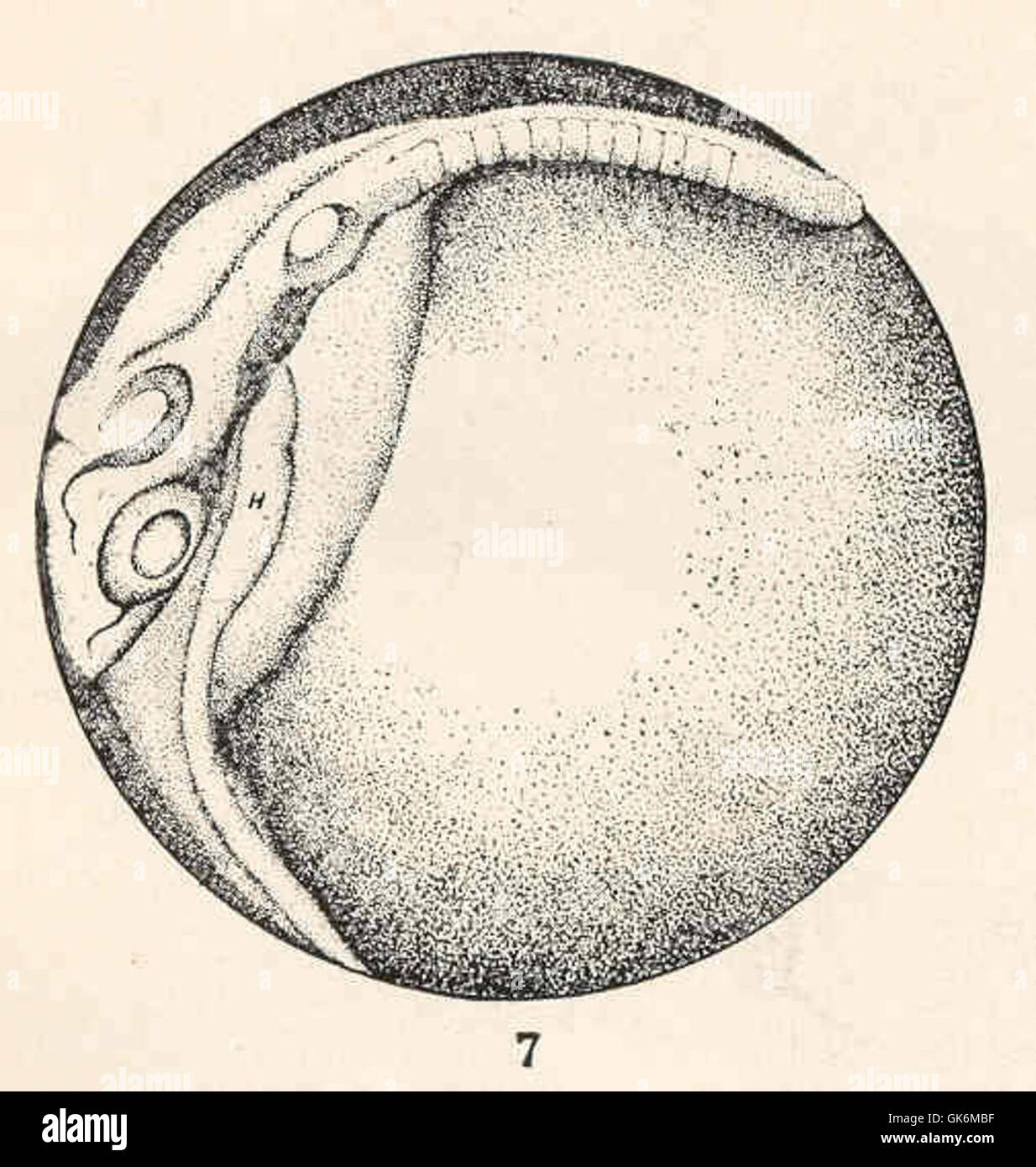 This image shows the embryo of Gambusia affinis, a species of ...