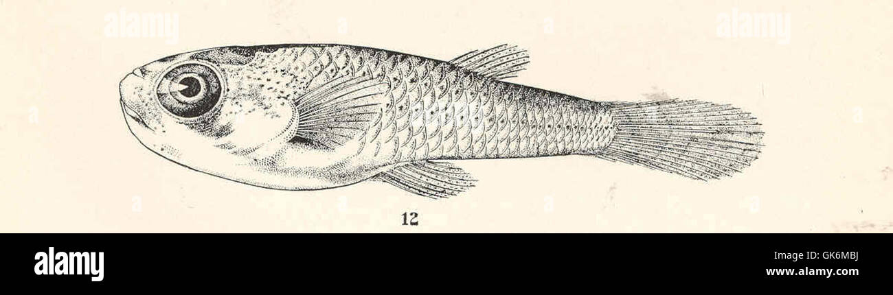 Gambusia affinis, commonly known as the mosquitofish, is shown here as ...