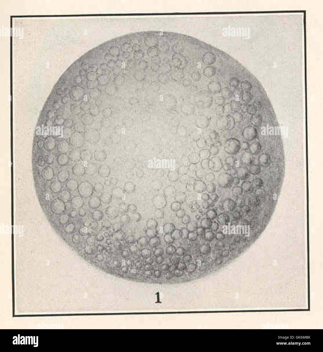 The mature ovum of *Gambusia affinis*, commonly known as the ...