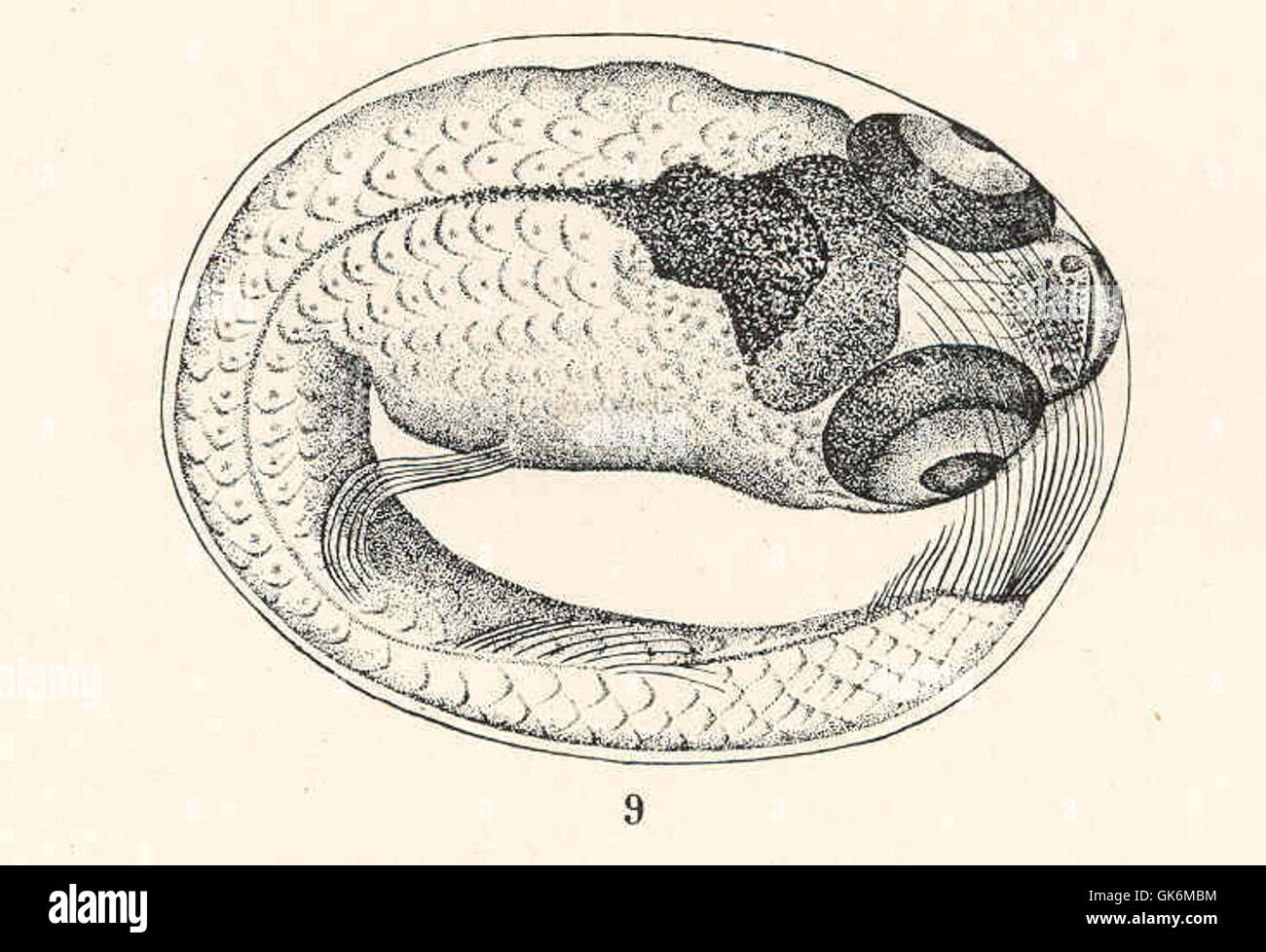 An image depicting the advanced embryo of Gambusia affinis, a small ...