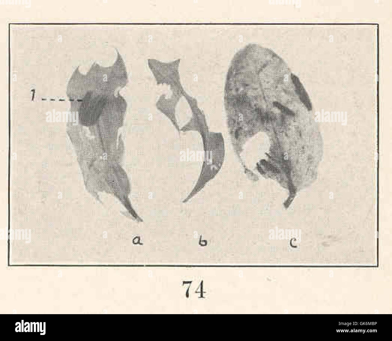 40058 Potamogeton amplifolius; a, b, leaves, showing circular pieces ...