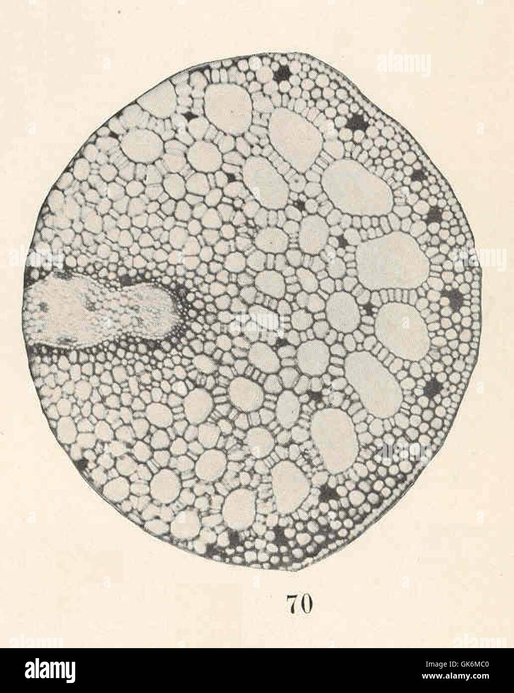 Micrograph of a plant cell hi-res stock photography and images - Alamy