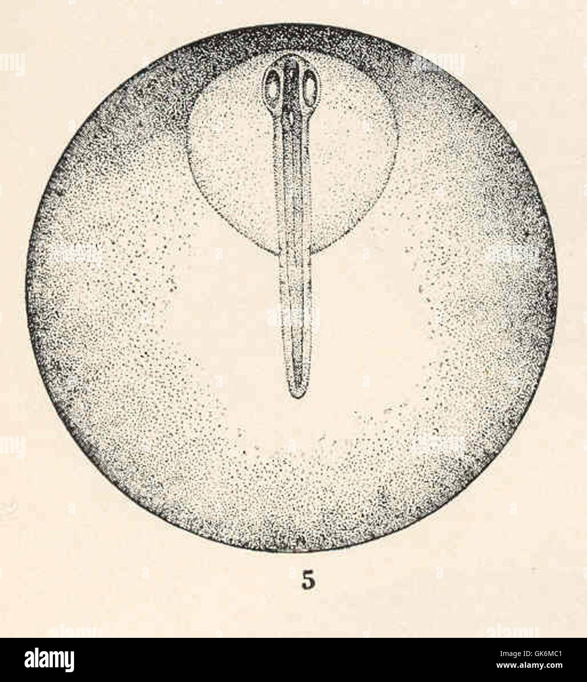 A Gambusia affinis embryo displaying 3-4 somites, indicating the early ...