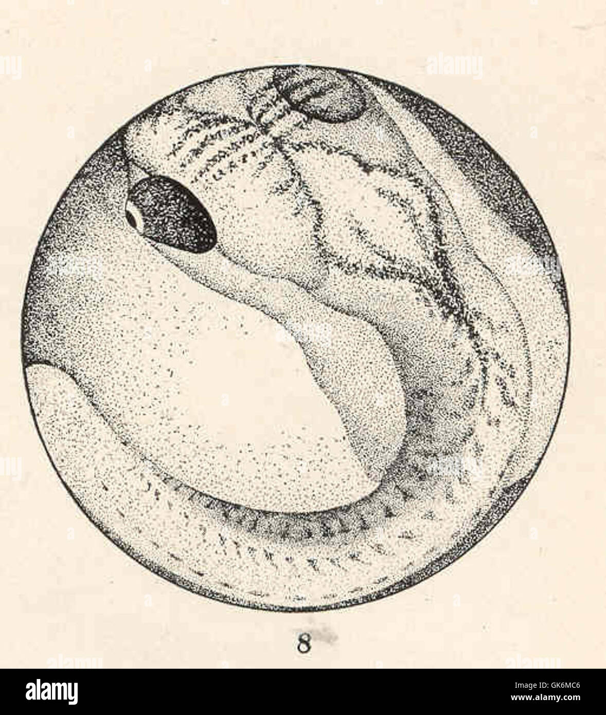 This image depicts an embryo of Gambusia affinis, a species of fish ...