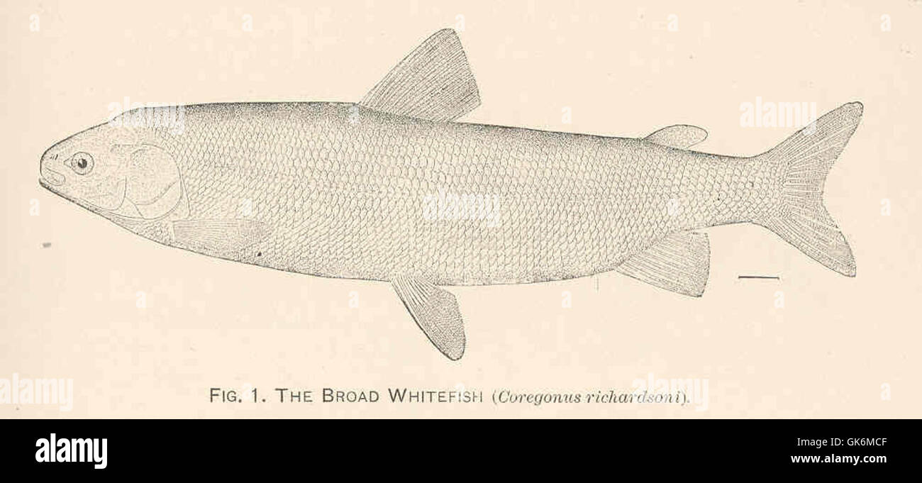 Map Of Whitefish High Resolution Stock Photography and Images - Alamy