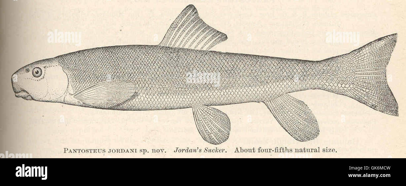 Pantosteus jordani, also known as Jordan's Sucker, is a newly described ...