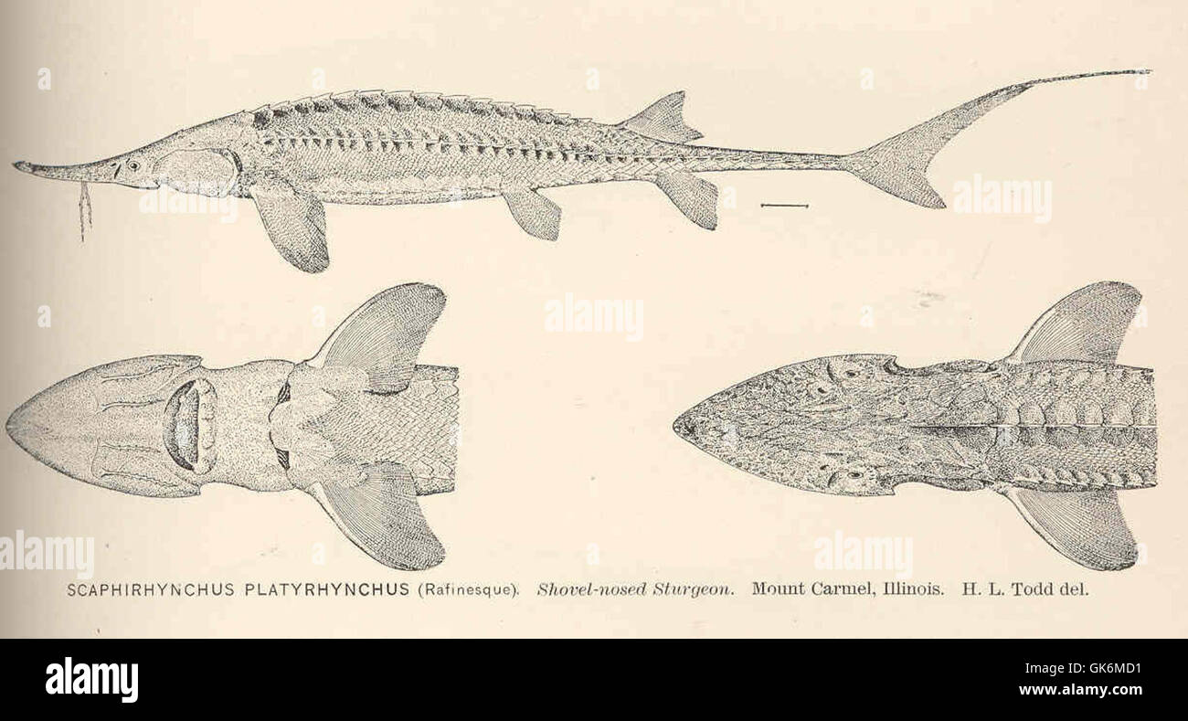 An image of the Short-nosed Sturgeon (Scaphirynchus platyrhynchus ...