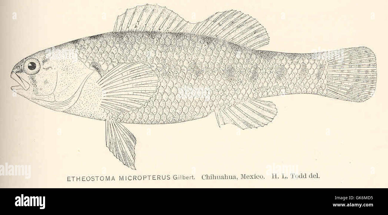 Etheostoma micropterus, also known as the spotted darter, is a species ...