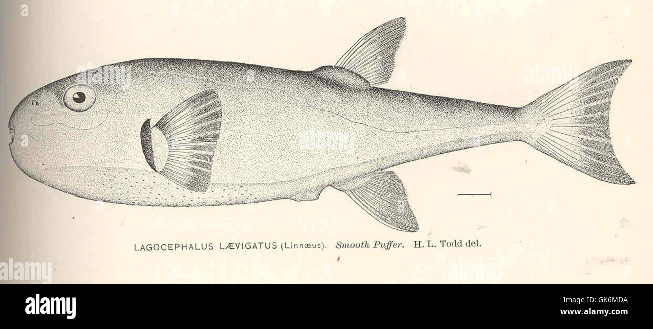 Smooth puffer hi-res stock photography and images - Alamy