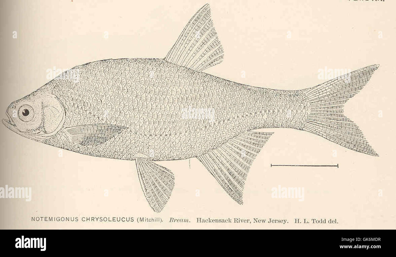 Golden shiner fish hi-res stock photography and images - Alamy