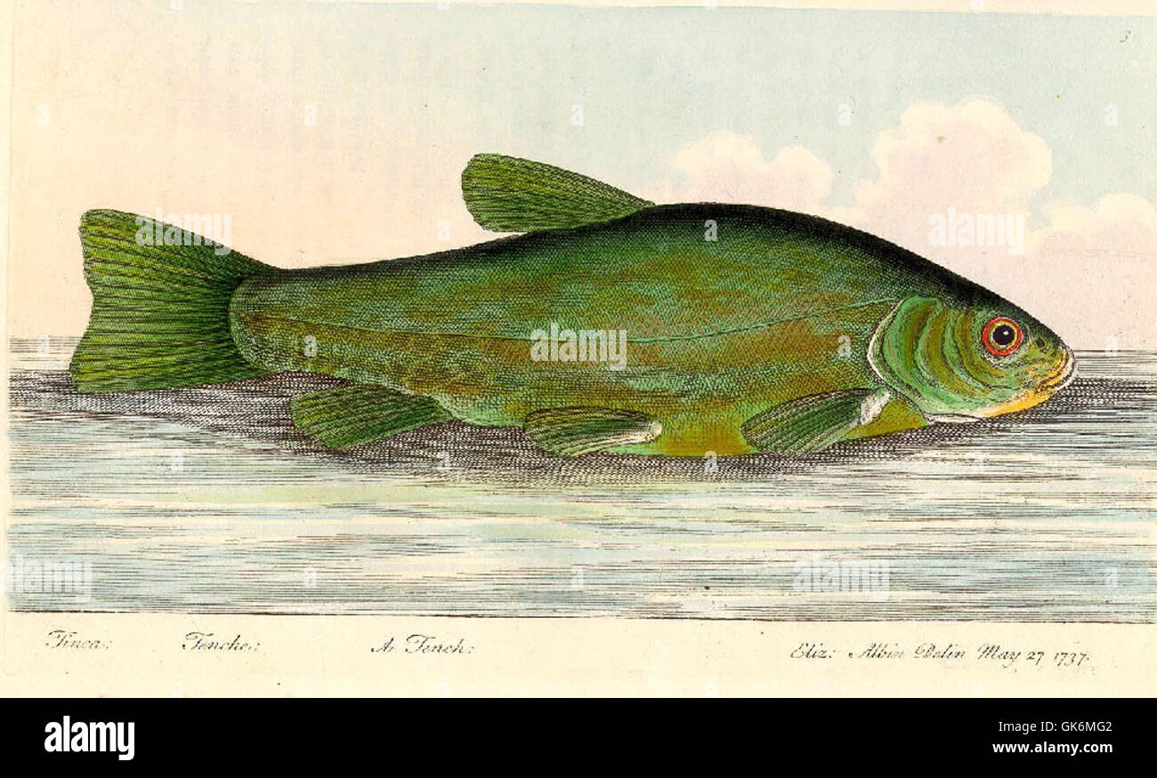 Tench tinca tinca drawing hi-res stock photography and images - Alamy