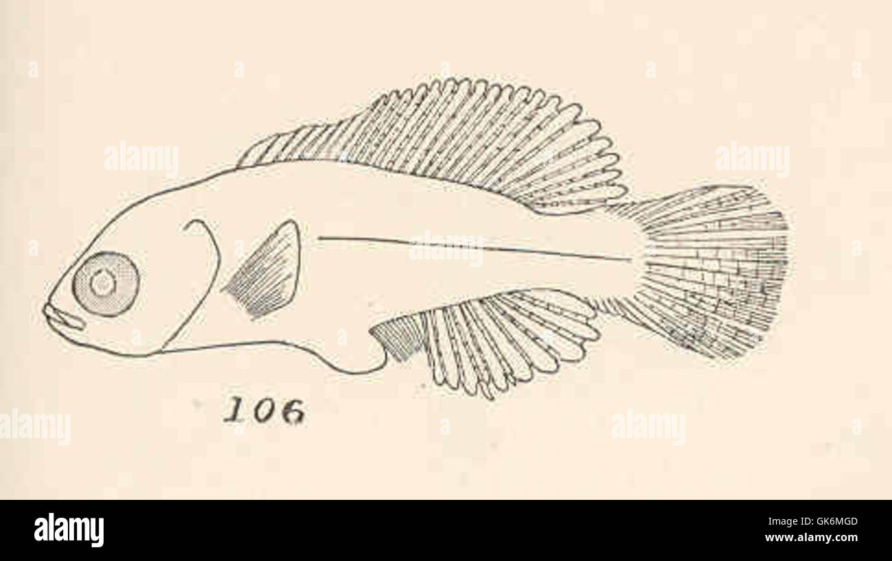 40175 Cymatogaster aggregatus -Larva Stock Photo - Alamy