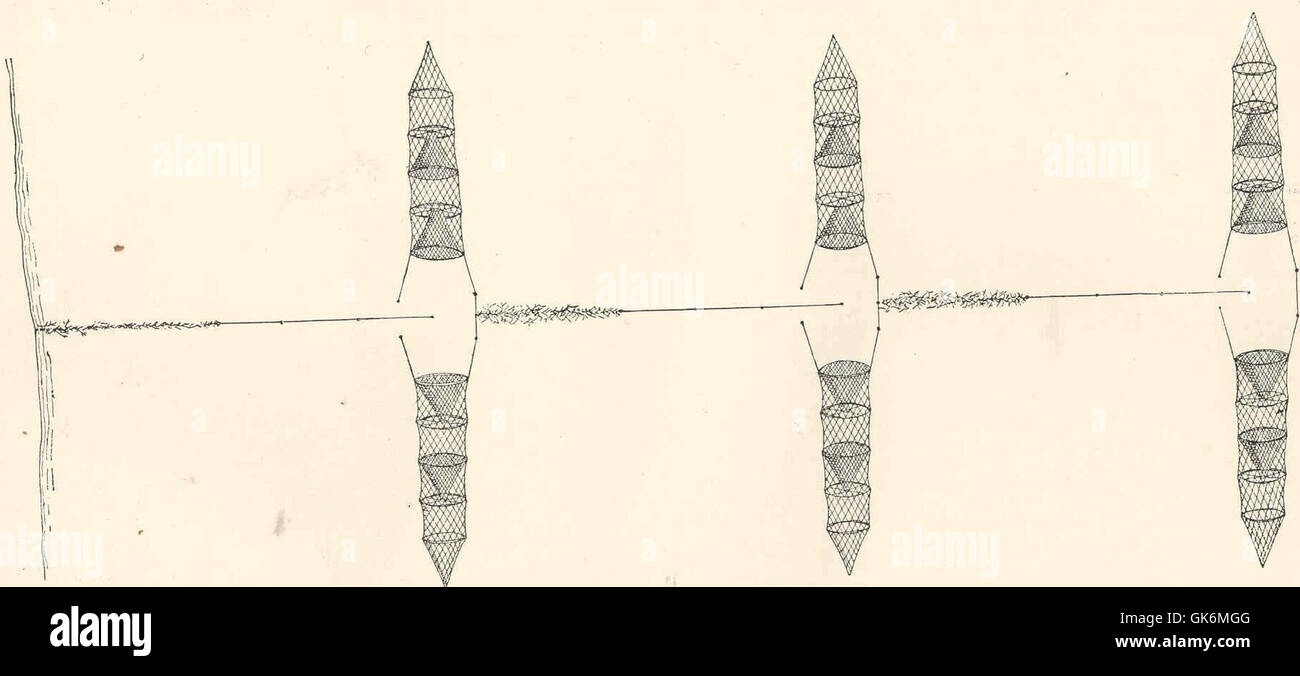 The method of setting double fyke nets for shad involves using a ...