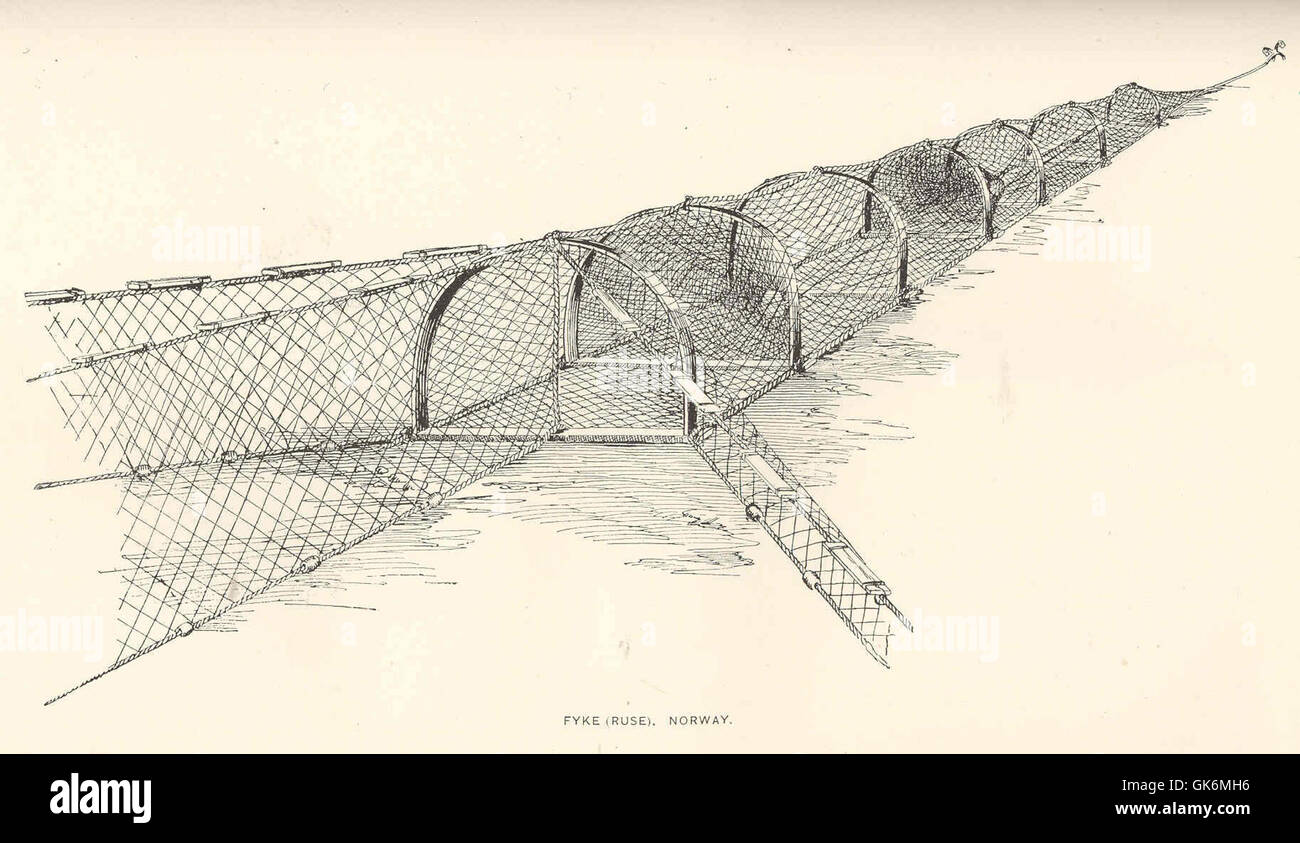 The fyke net, also known as a ruse, is a traditional fishing method ...