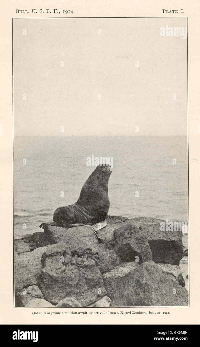 Prime breeding bull in mating hi-res stock photography and images - Alamy