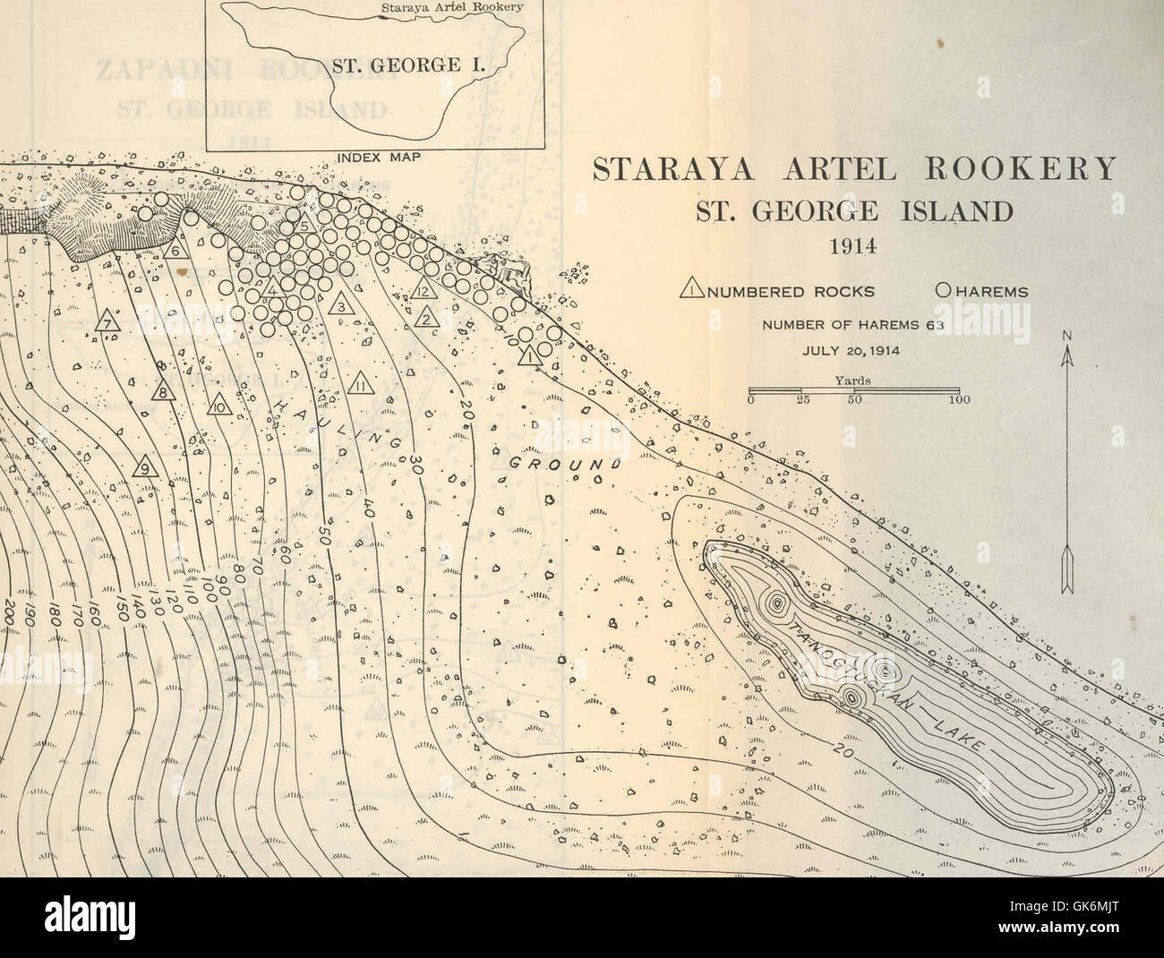 The Staraya Artel rookery on St. George Island in 1914 was a ...