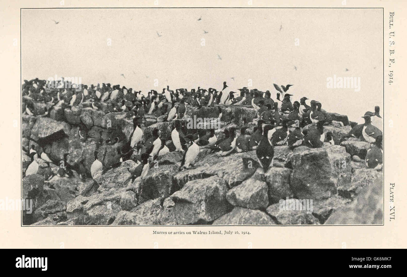 On July 16, 1914, Murres, a type of seabird, were observed on Walrus ...