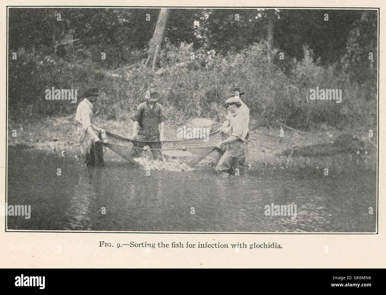 Fish are sorted for infection with glochidia, the larvae of freshwater ...