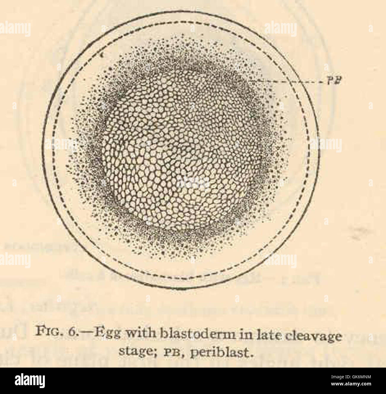 Cyprinodon variegatus, a small fish species, is shown at the egg stage ...