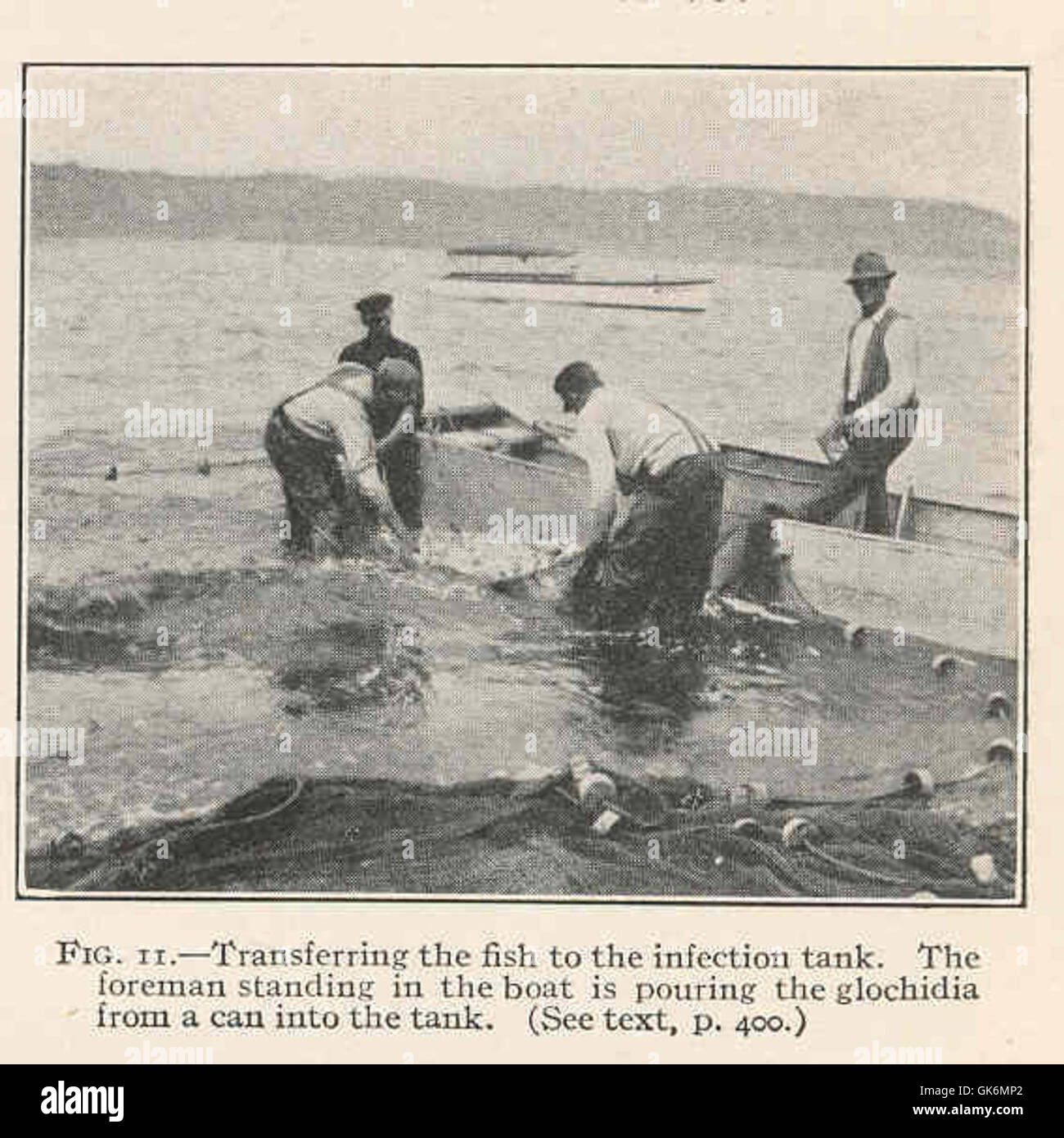 This image shows a foreman transferring glochidia, the larvae of ...
