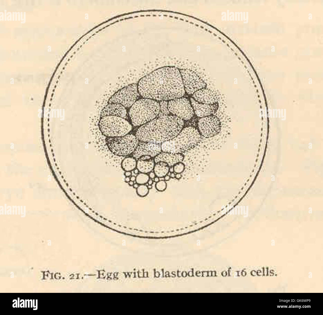Lucania parva, also known as the Eastern Mosquitofish, shown with an ...
