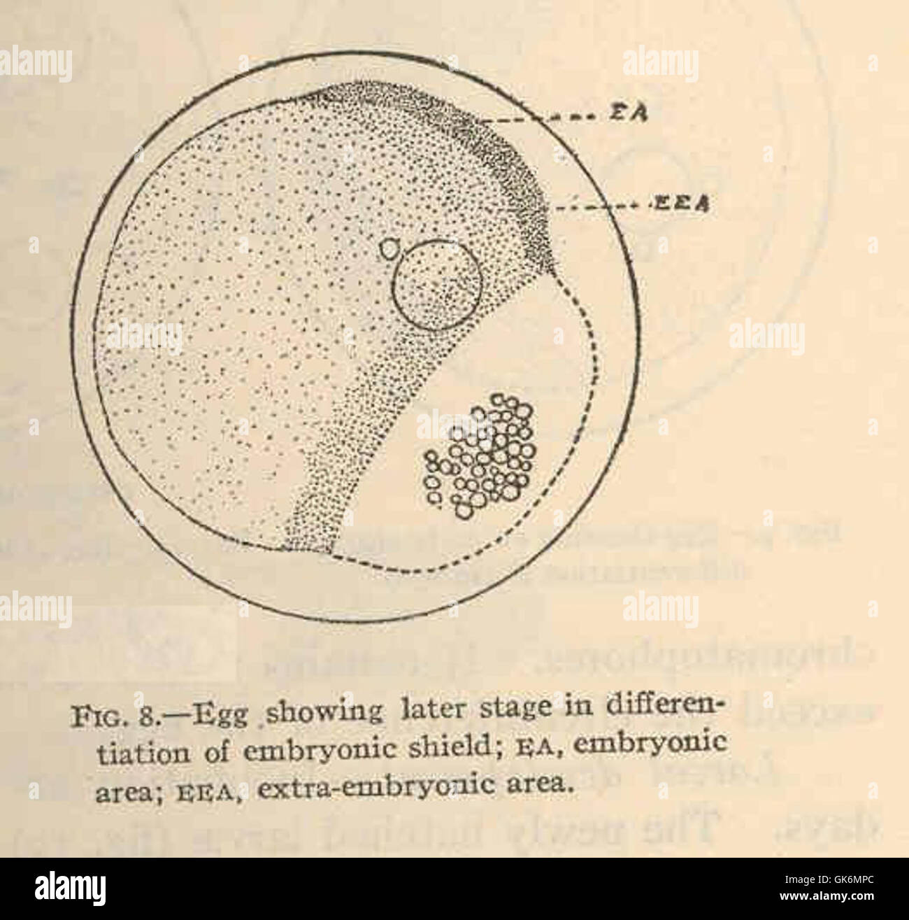 40320 Cyprinodon variegatus - Egg showing later stage in ...