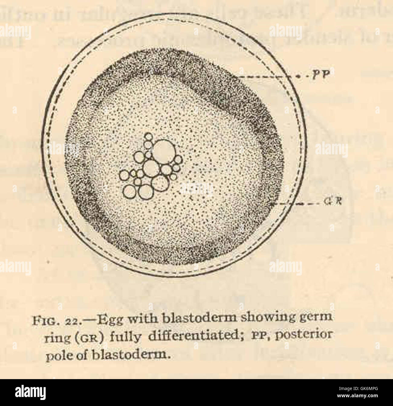 A microscopic image of a Lucania parva egg, showing a fully ...