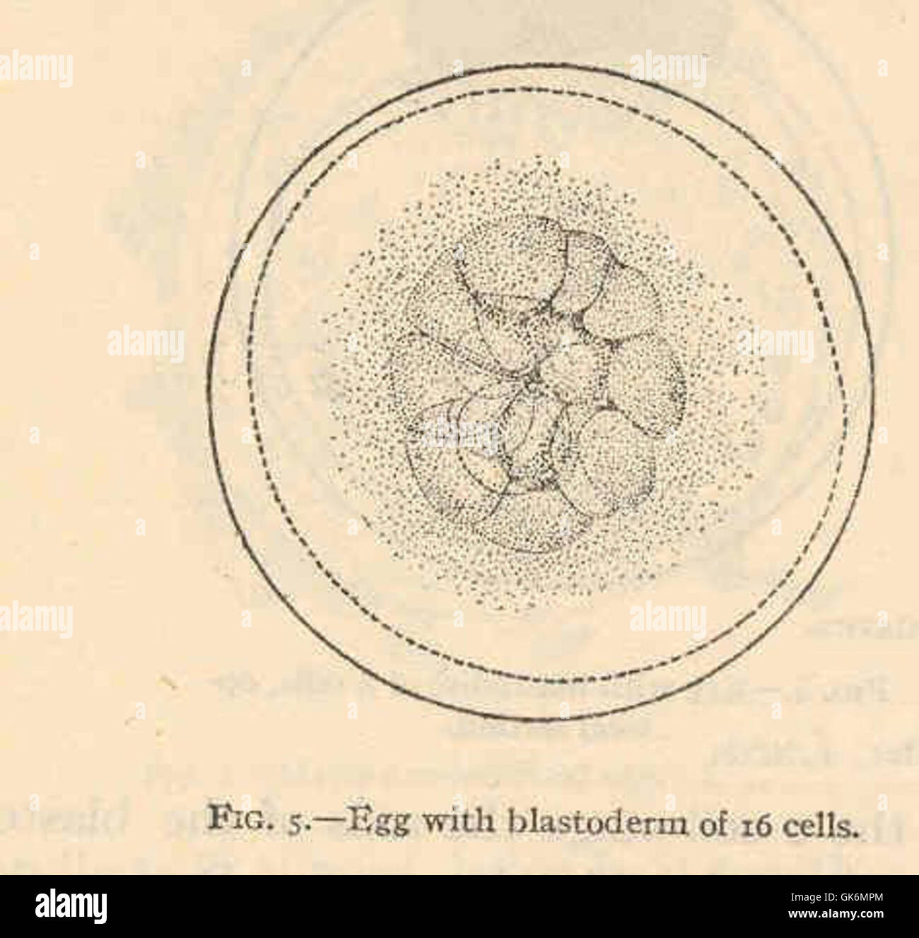 This image shows the egg of *Cyprinodon variegatus* with a blastoderm ...