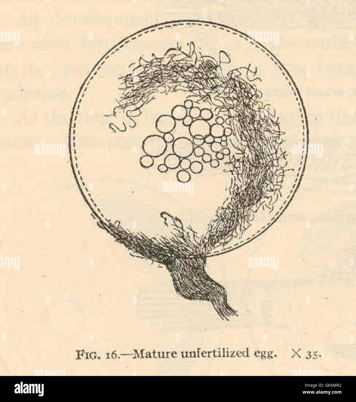 Lucania parva, a small fish species, is shown with its mature ...