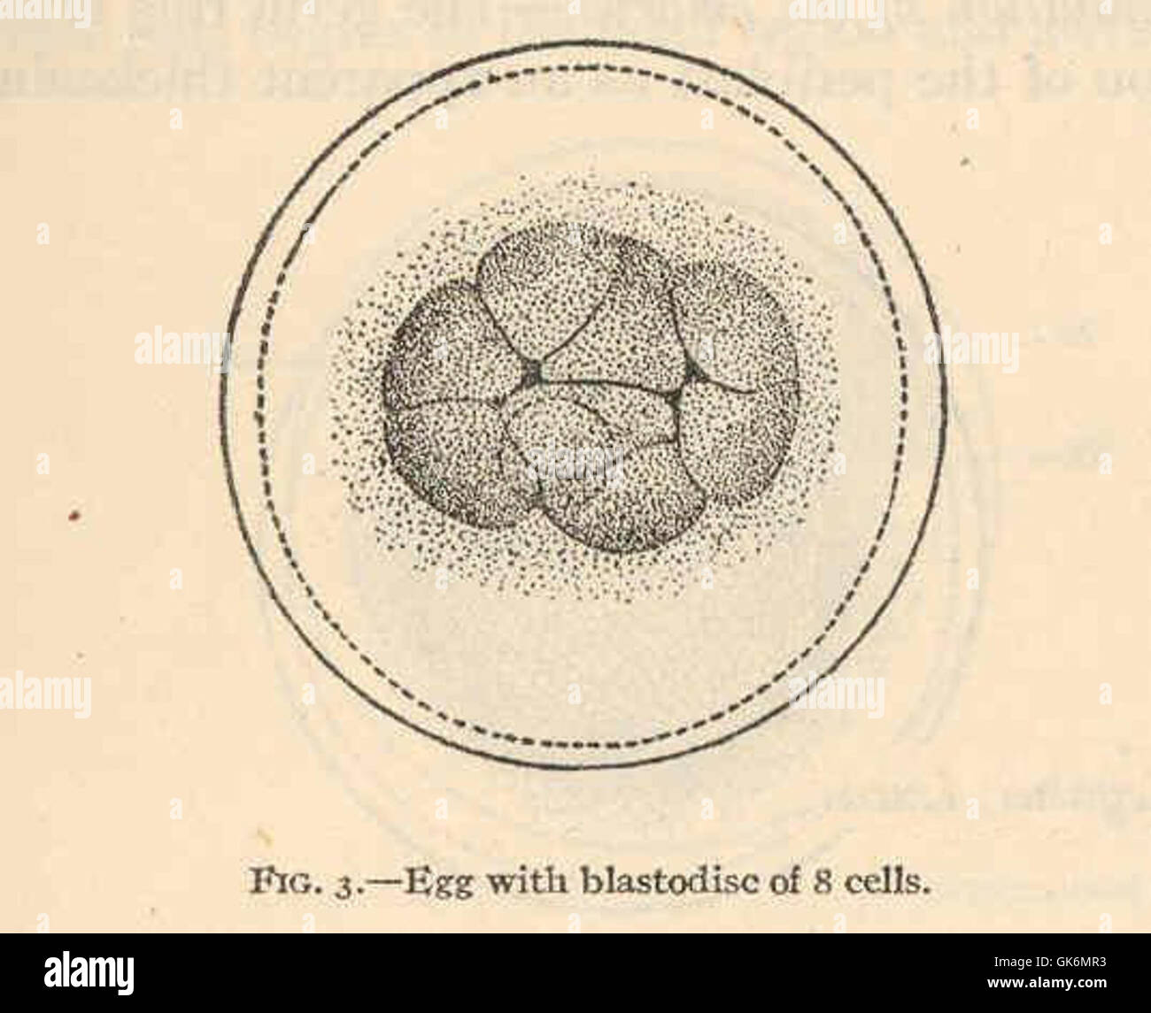 Cyprinodon variegatus, a species of killifish, shown in the egg stage ...