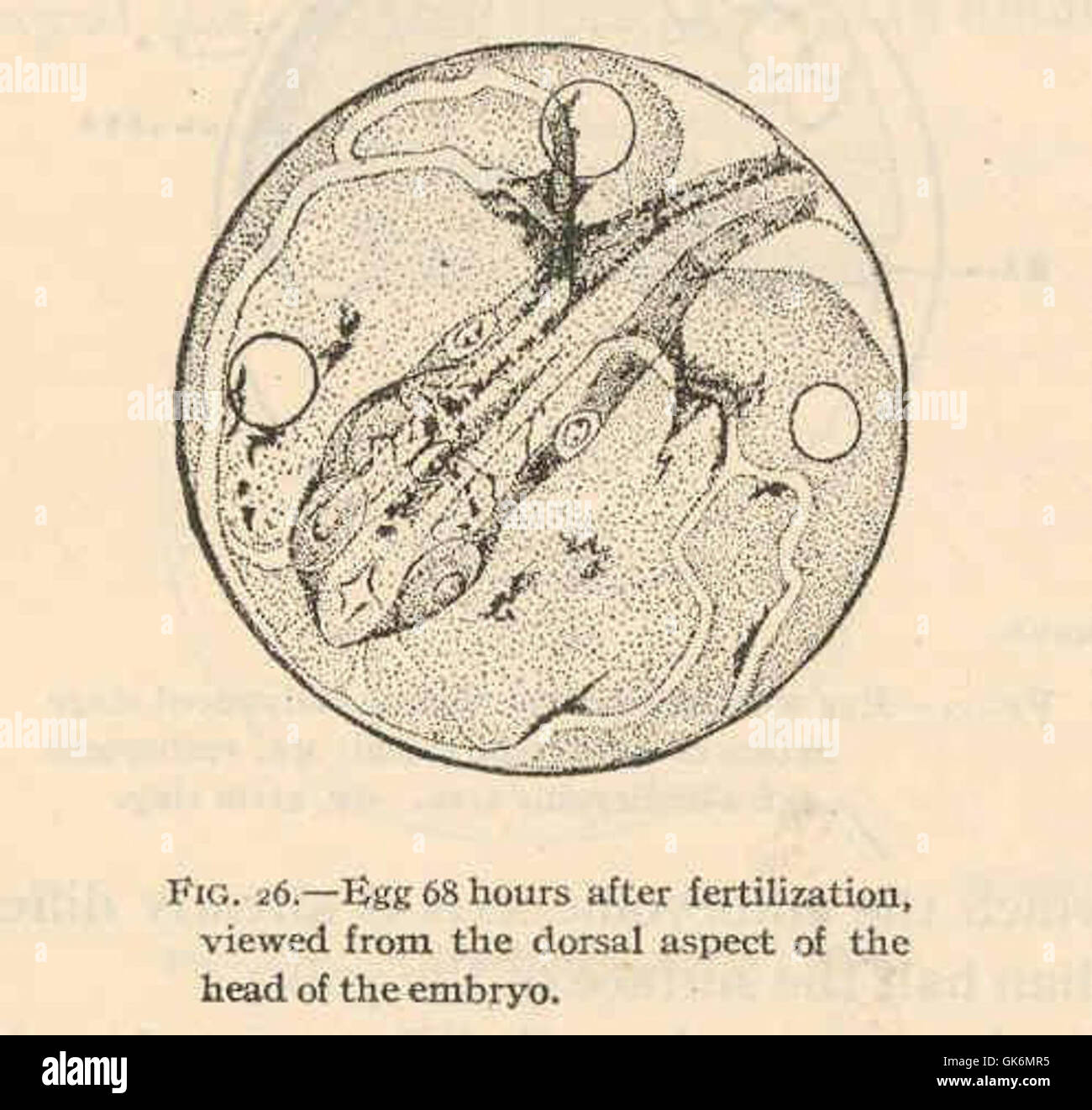 Lucania parva, a species of small fish, is shown in its early ...
