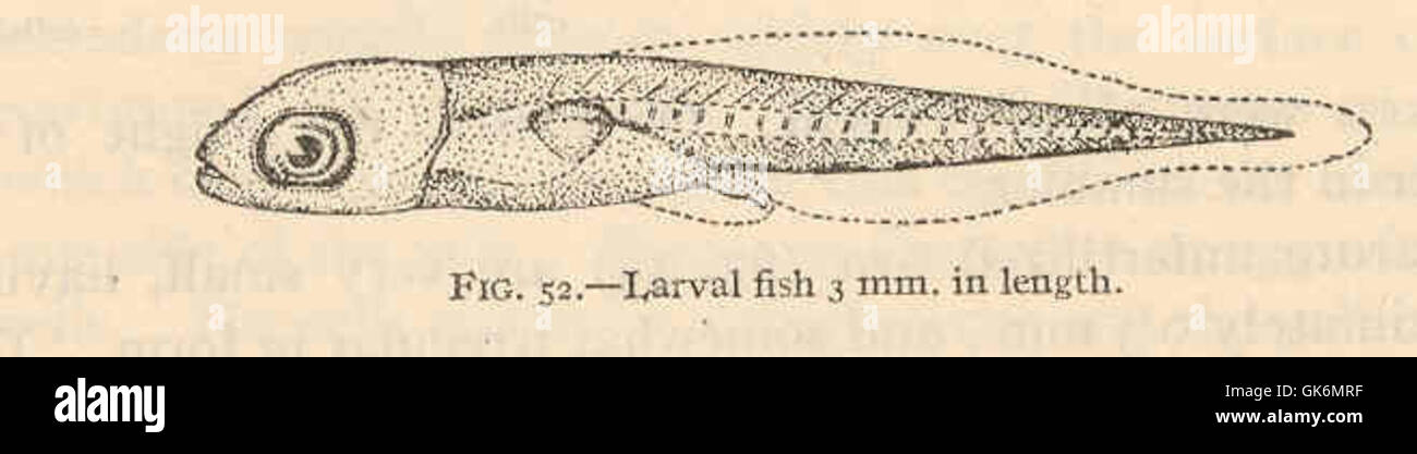 Gobiosoma bosci, a species of goby, is shown as a 3 mm long larval fish ...