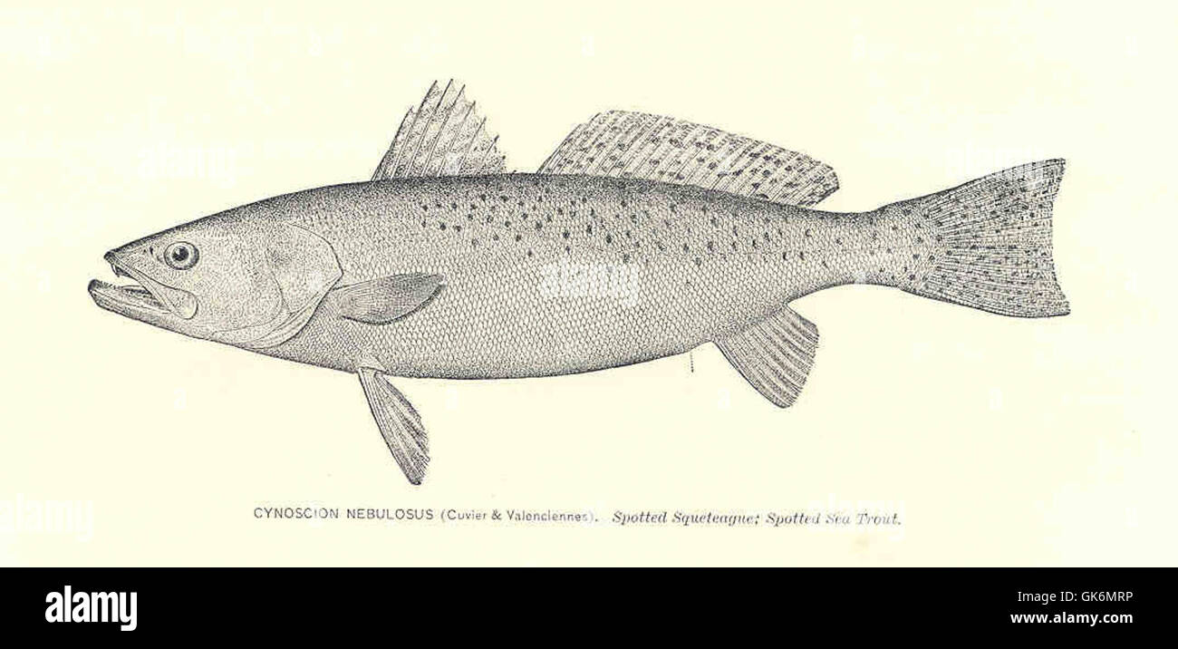 Cynoscion nebulosus hi-res stock photography and images - Alamy