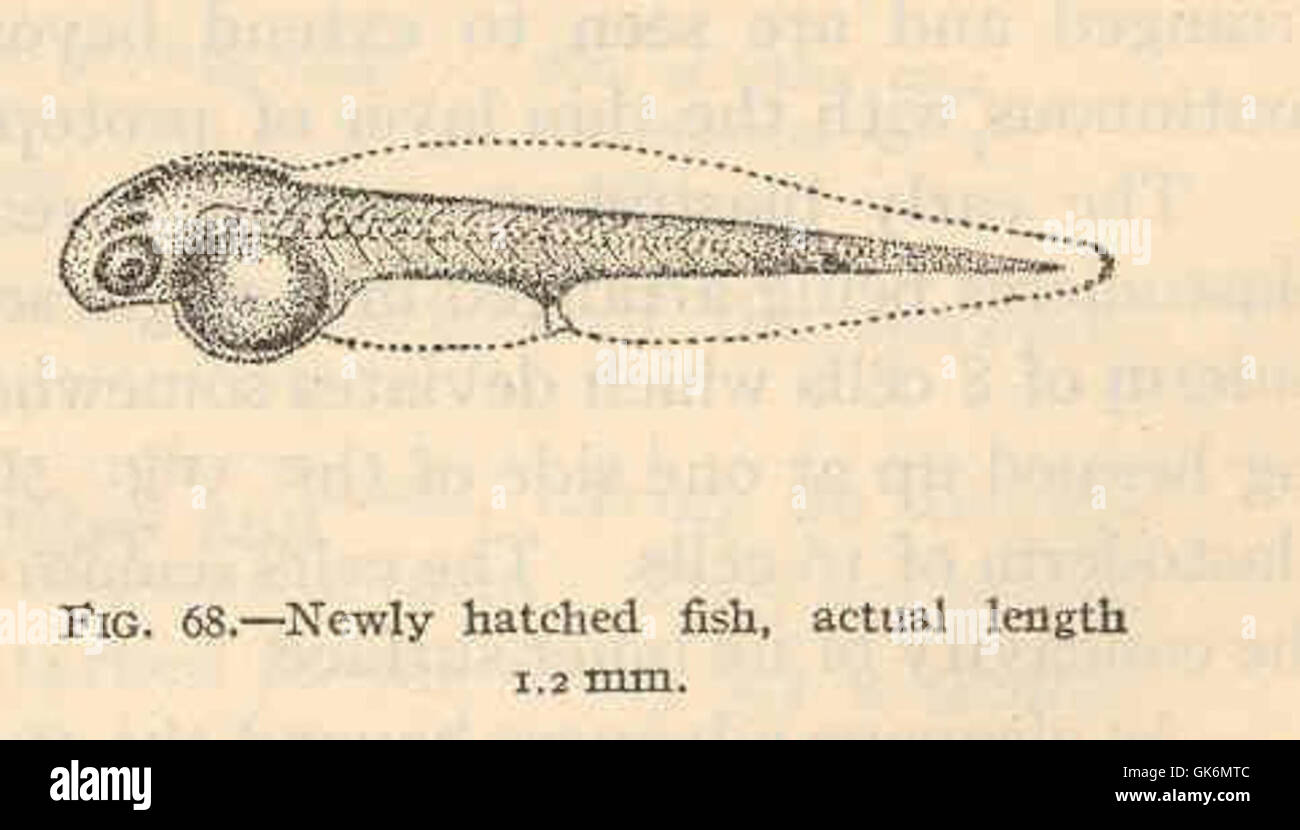 40369 Ctenogobius stigmaticus - Newly hatched fish, actual length 12 mm ...