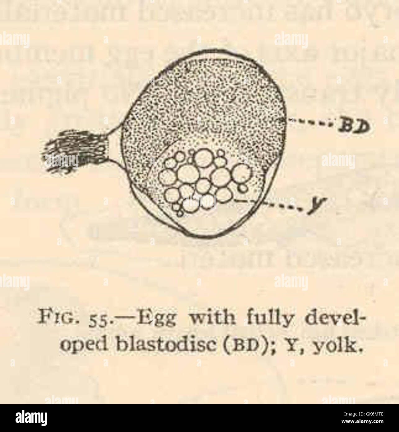 Ctenogobius stigmaticus, a species of goby fish, shown with an egg ...