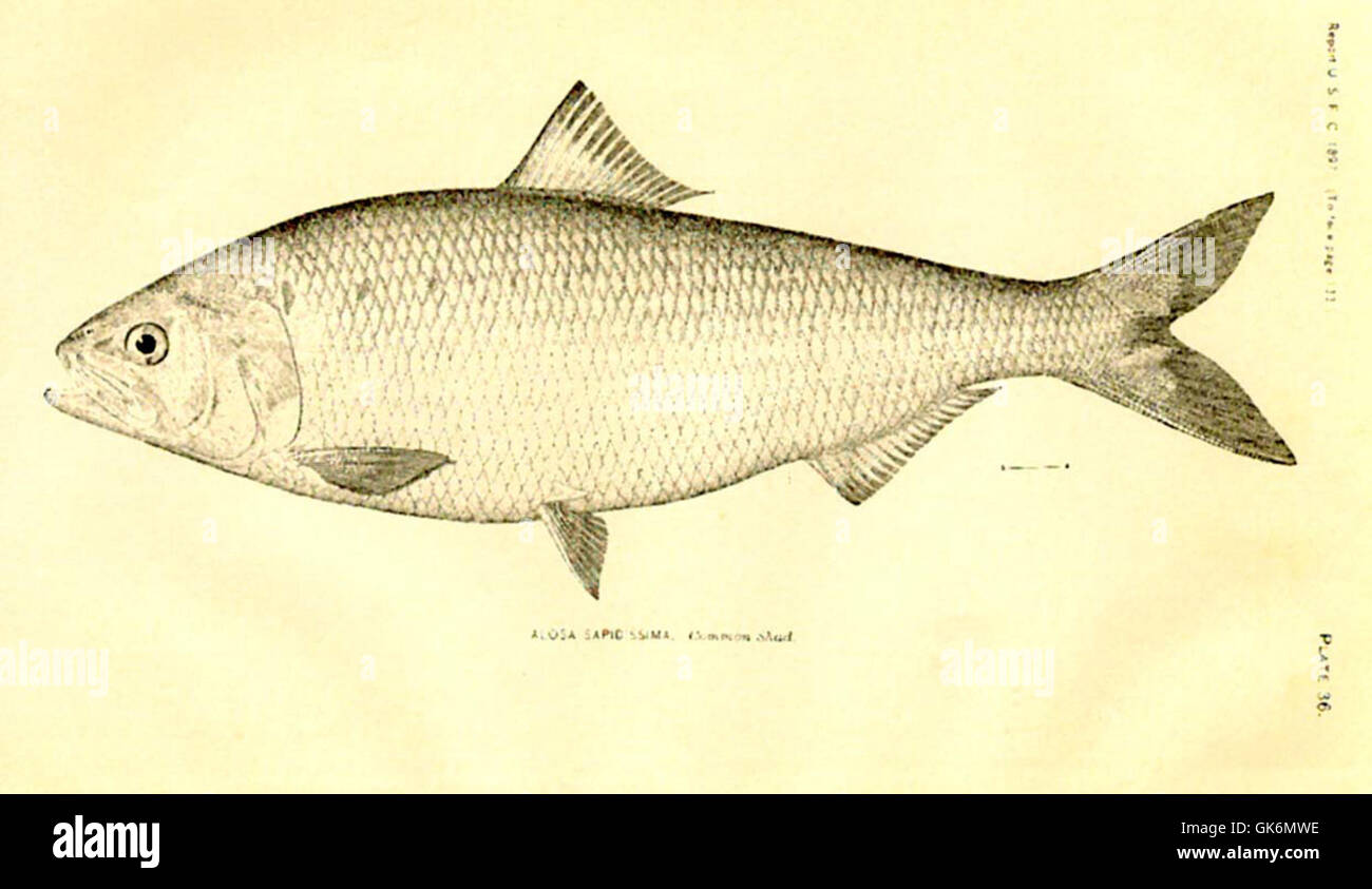 Alosa sapidissima, commonly known as the American Shad, is a migratory ...
