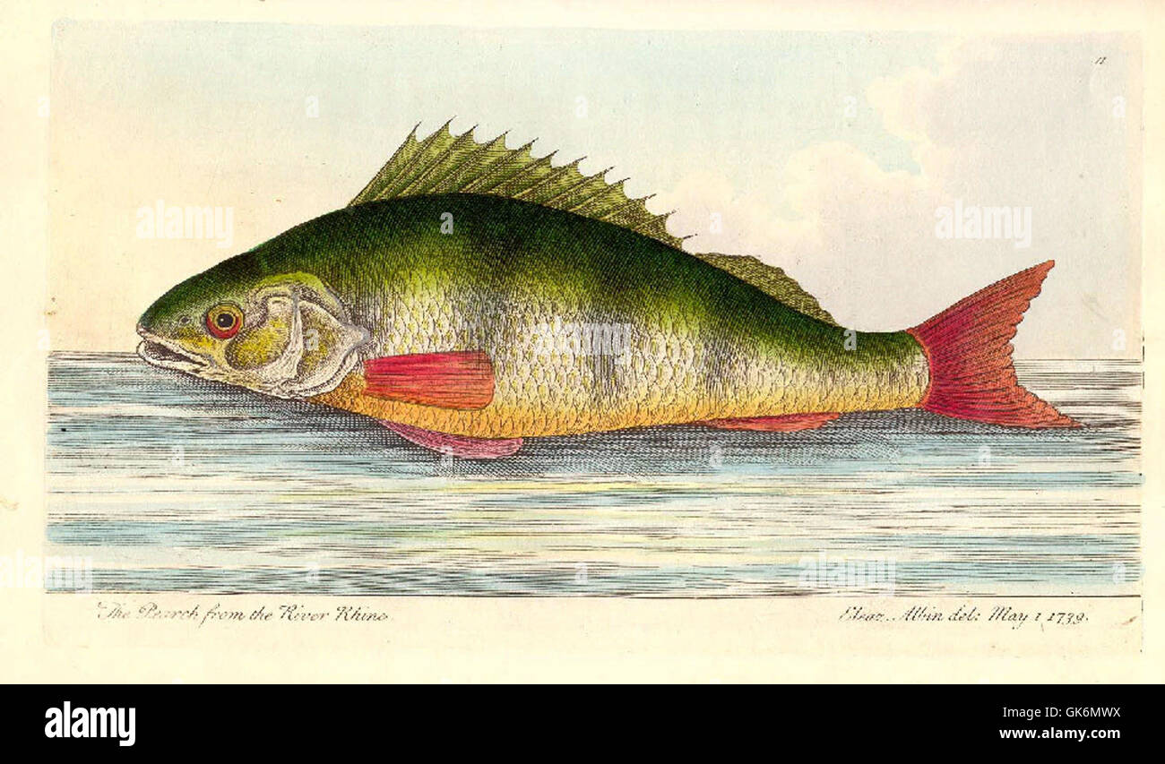 The perch, a common fish found in the River Rhine, is known for its ...