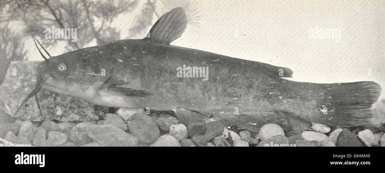 Brown bullhead catfish hi-res stock photography and images - Alamy