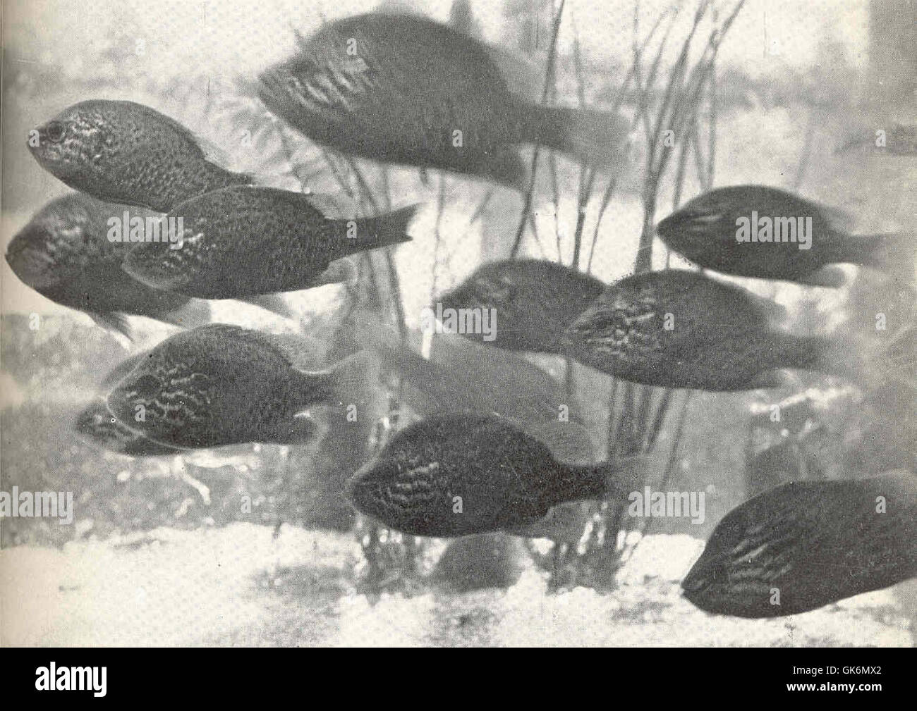 A group of Common Sun-fish (Eupomotis gibbosus) is seen in freshwater ...