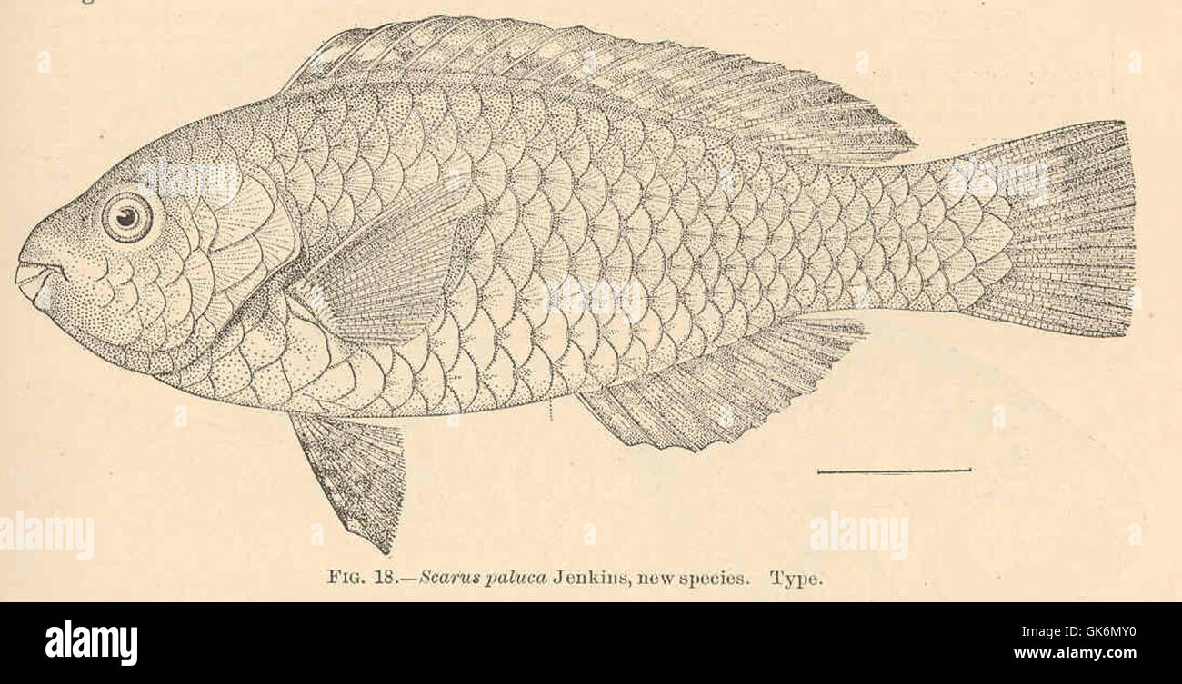 Scarus paluca Jenkins, a newly identified species of parrotfish ...