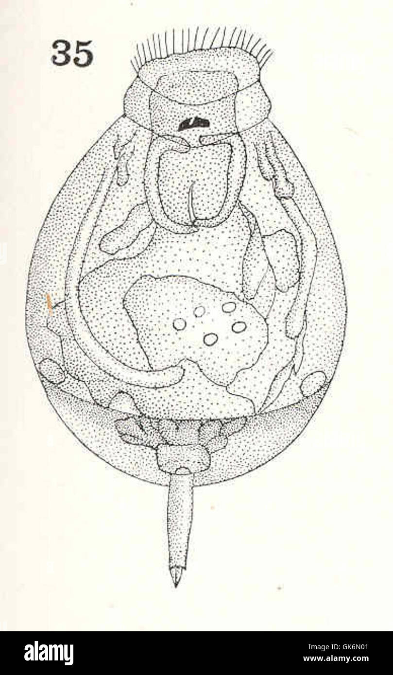 Diversity of gastropod anatomy hi-res stock photography and images - Alamy