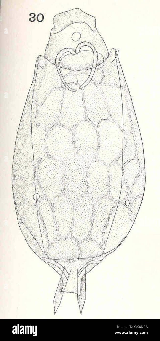 Dorsal view of Distyla ohioensis, a species of freshwater clam ...