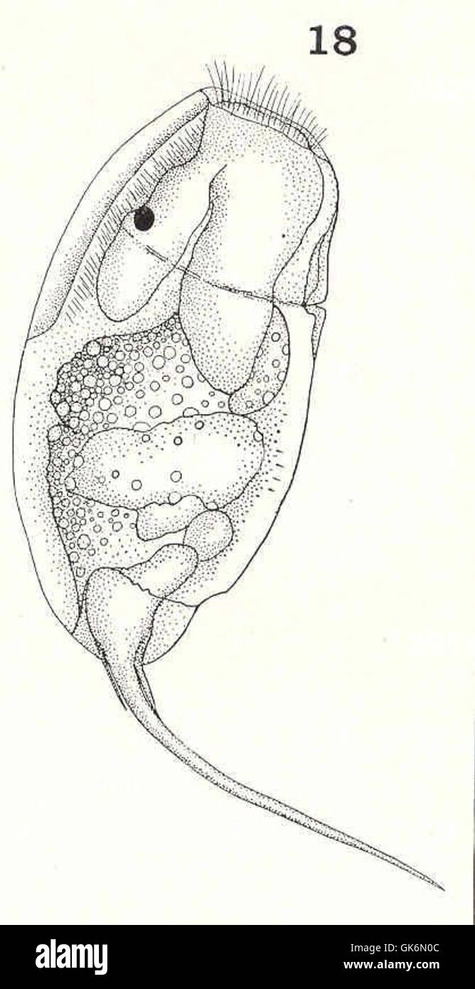 Mastigocerca mucosa is a species of fish, notable for its side view ...