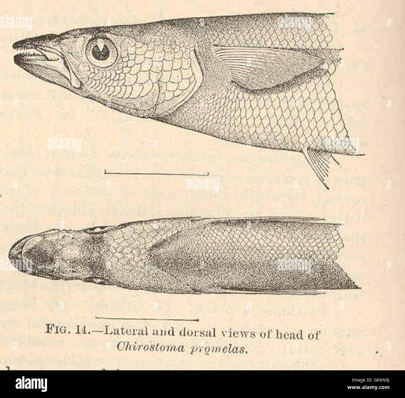 *Chirostoma promelas*, a species of fish, is shown in lateral and ...