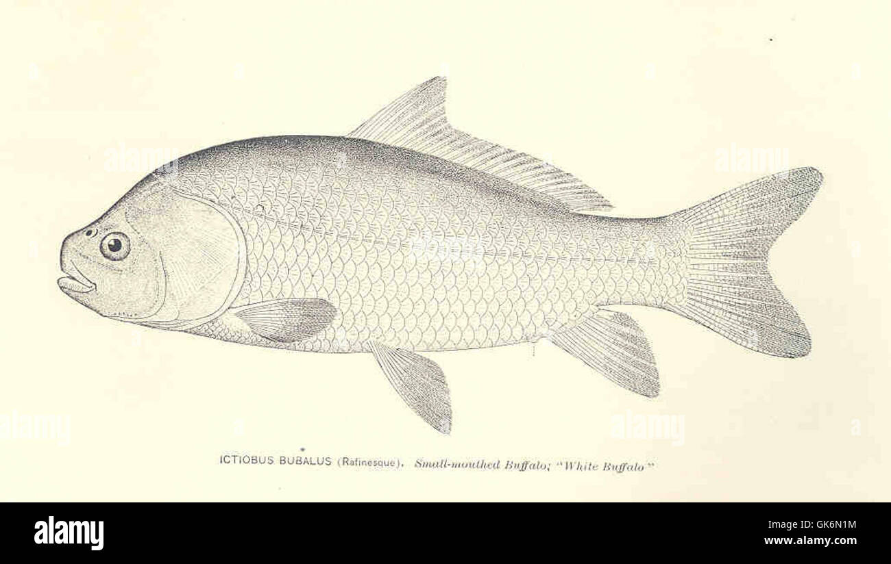 Smallmouth buffalo hi-res stock photography and images - Alamy